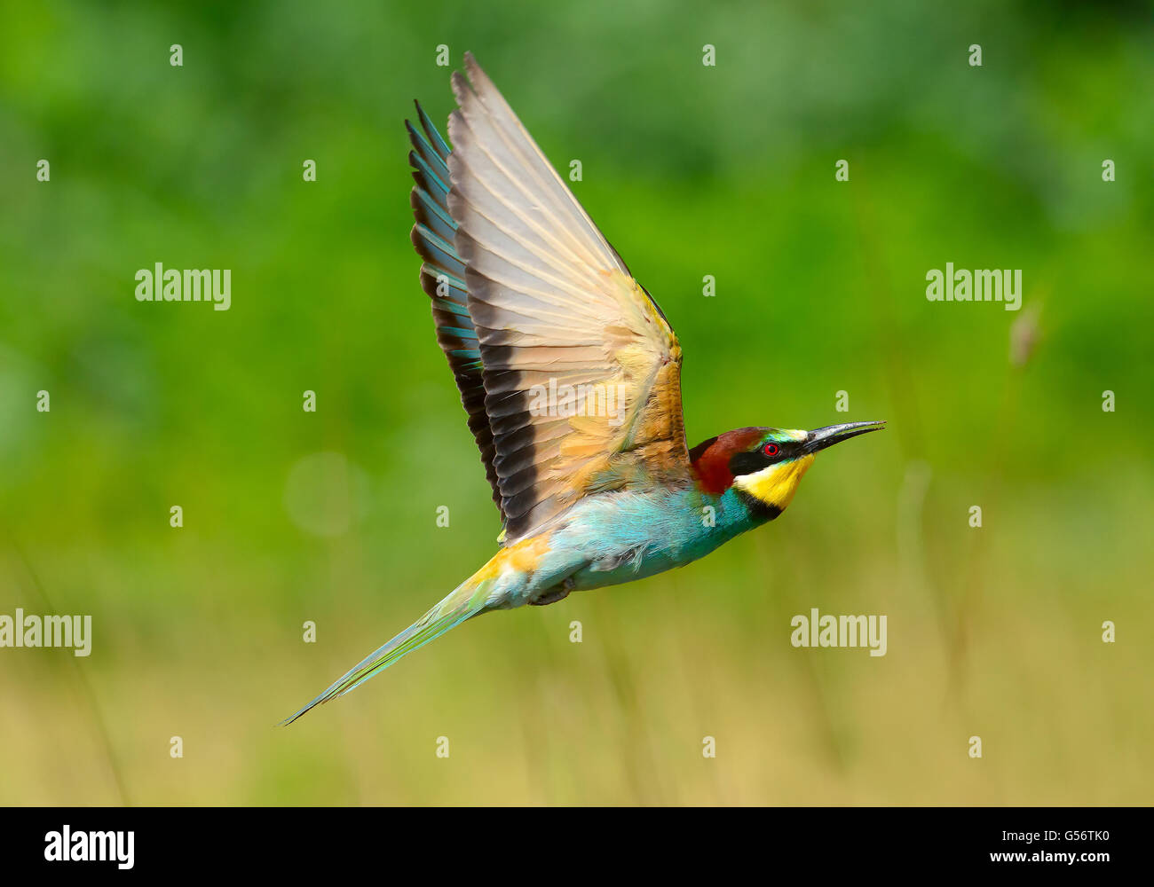 bee-eater in flight Stock Photo - Alamy
