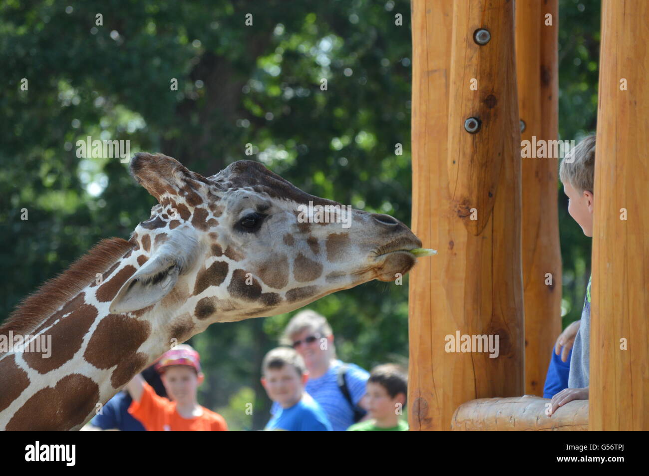 Hungry giraffe eating lettuce hi-res stock photography and images - Alamy