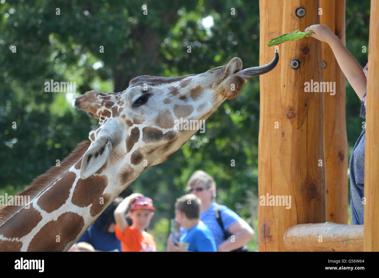 Hungry giraffe eating lettuce hi-res stock photography and images - Alamy