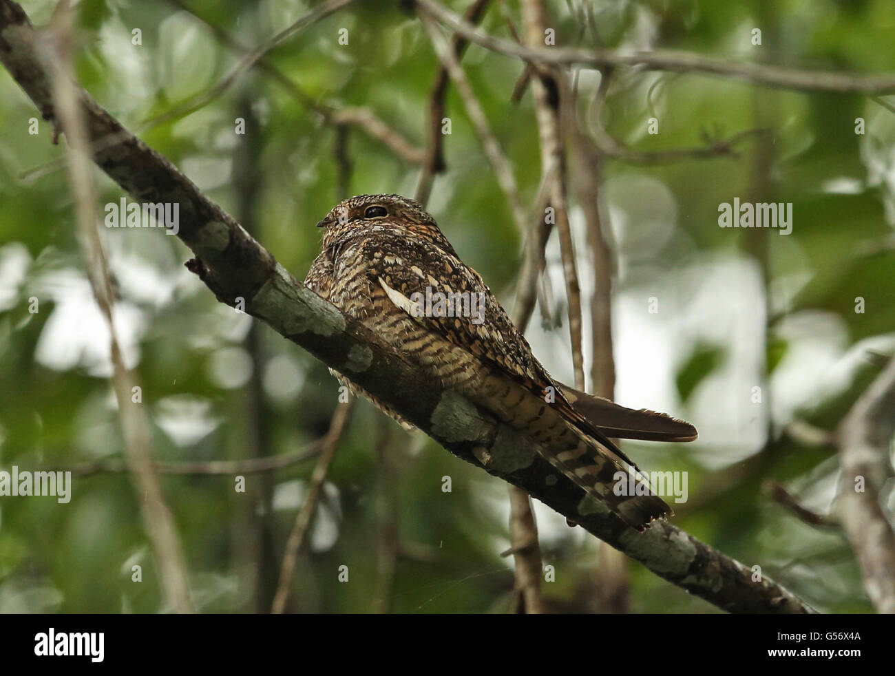 The nighthawk hi-res stock photography and images - Alamy