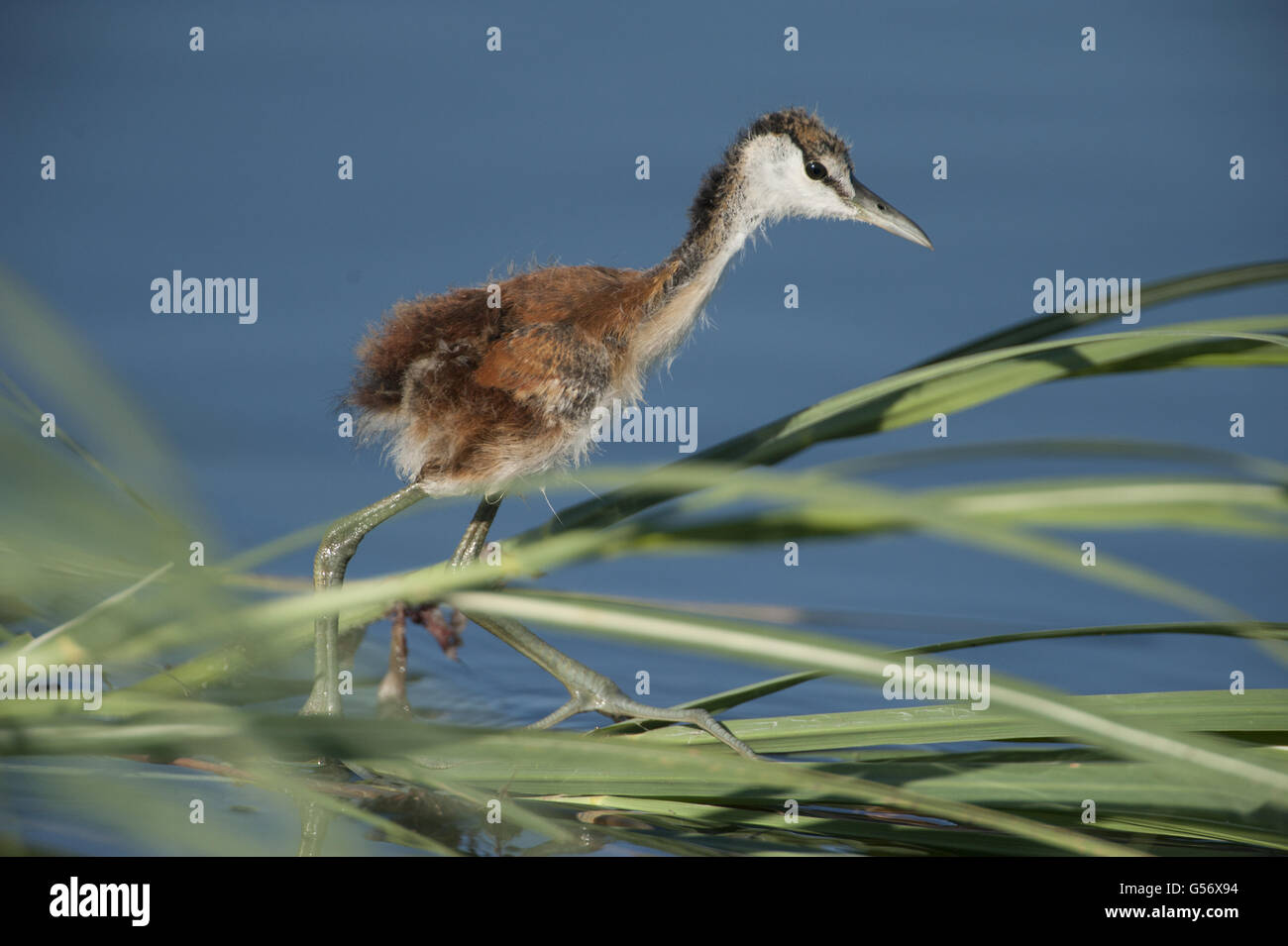 African Jacana (Actophilornis africanus) chick, walking on aquatic ...