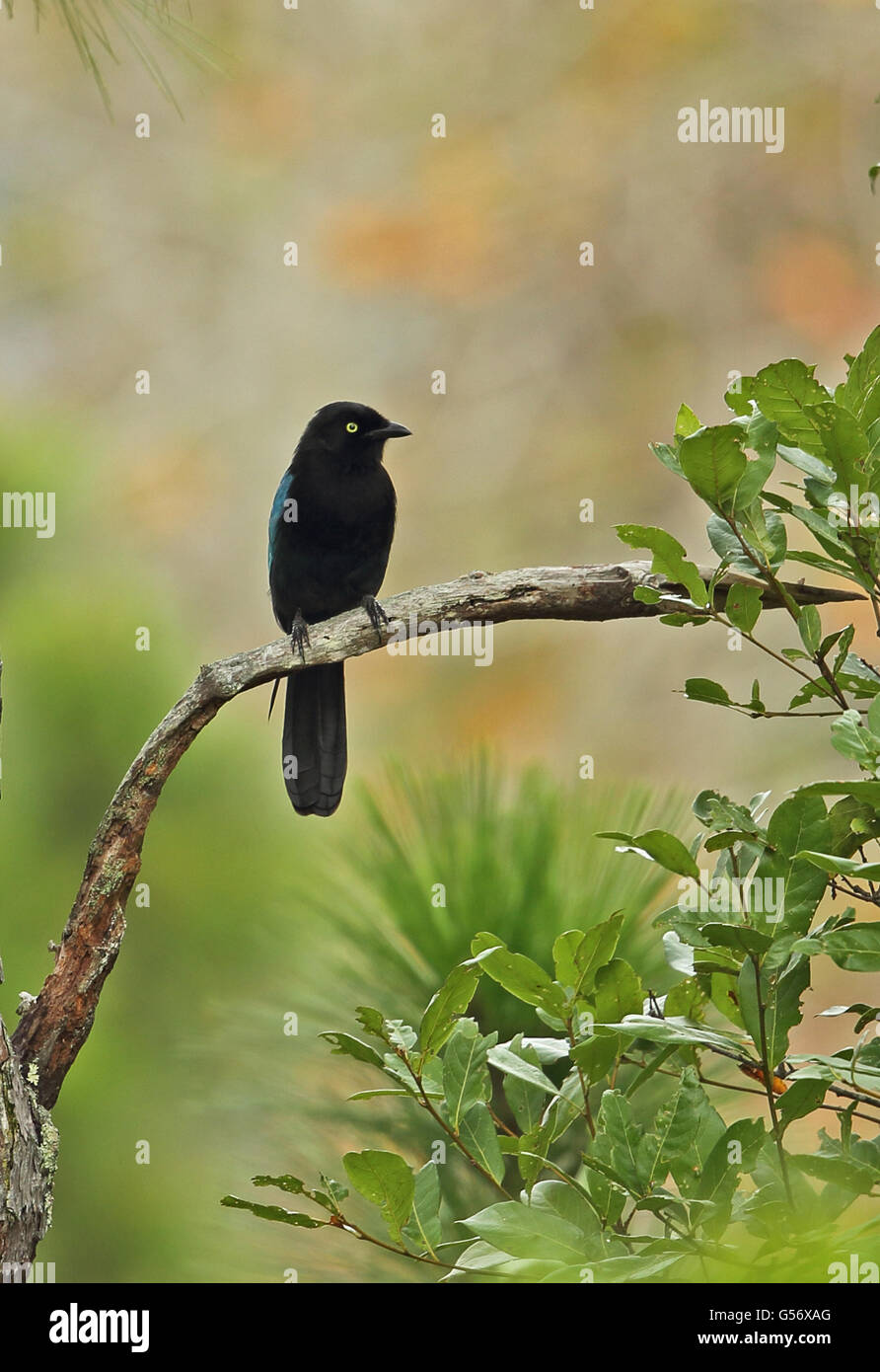 Bushy crested jay cyanocorax melanocyaneus hi-res stock photography and ...