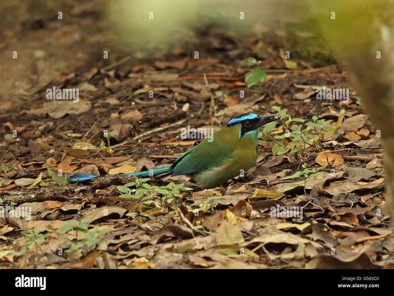 Blue-diademed Motmot (Motomus lessonii lessonii) adult, with prey in ...