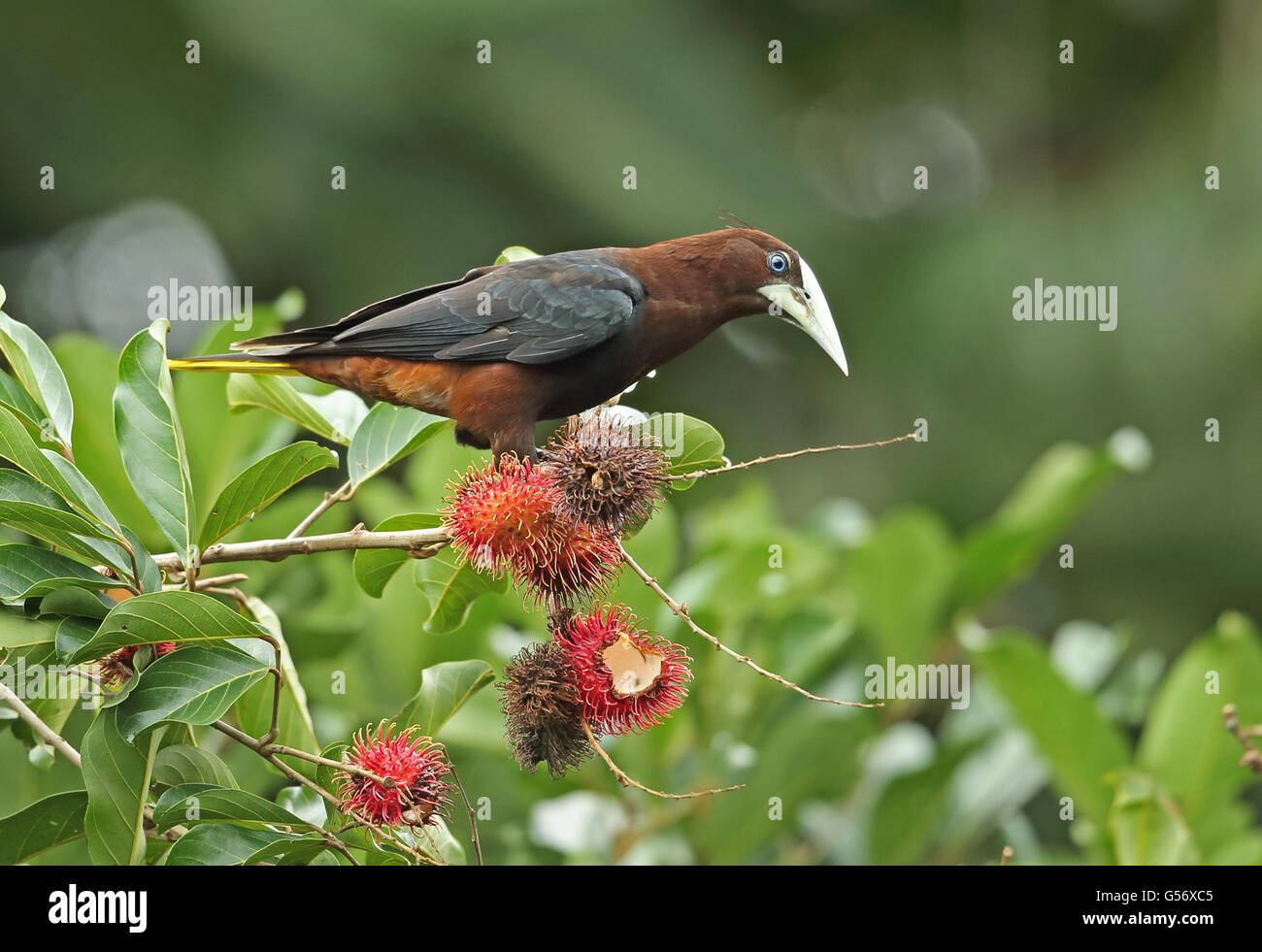 Chestnut headed oropendola hi-res stock photography and images - Alamy