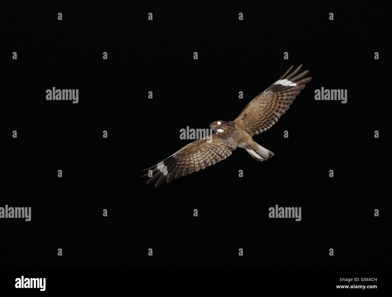 Savanna nightjar caprimulgus affinis adult hi-res stock photography and ...