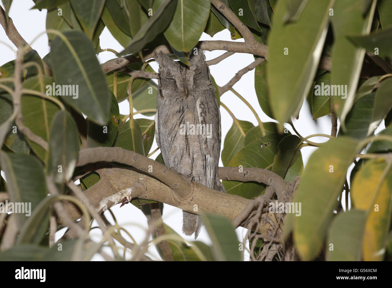 Roosts in trees during day hi-res stock photography and images - Alamy