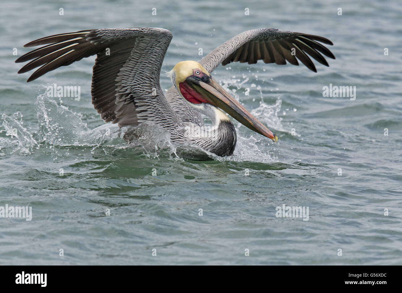 Brown Pelican (Pelecanus occidentalis) adult, breeding plumage, landing ...