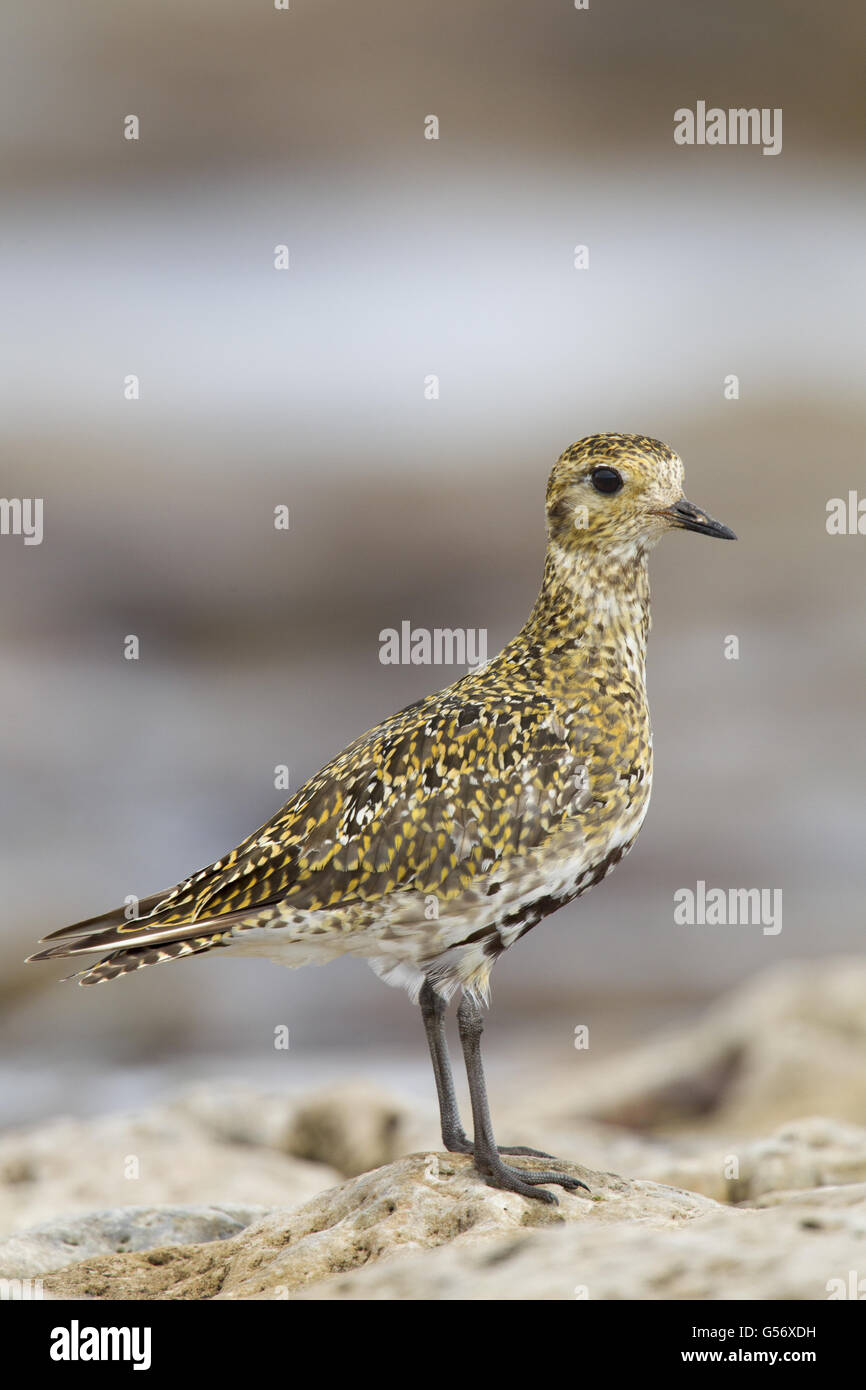 Eurasian Golden Plover (Pluvialis apricaria) adult, moulting into non ...