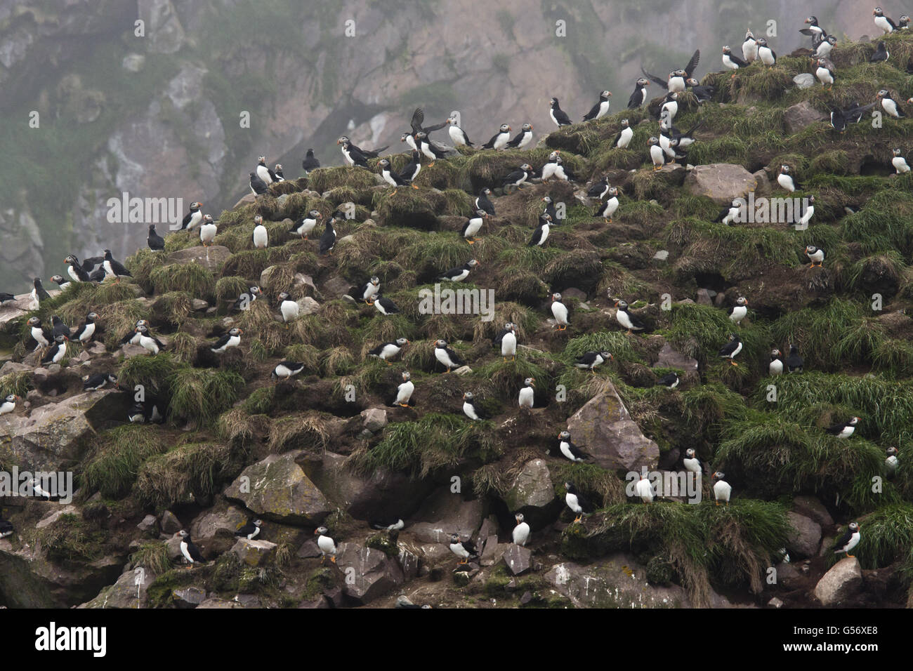 Atlantic Puffin (Fratercula arctica) adults, breeding plumage, nesting ...