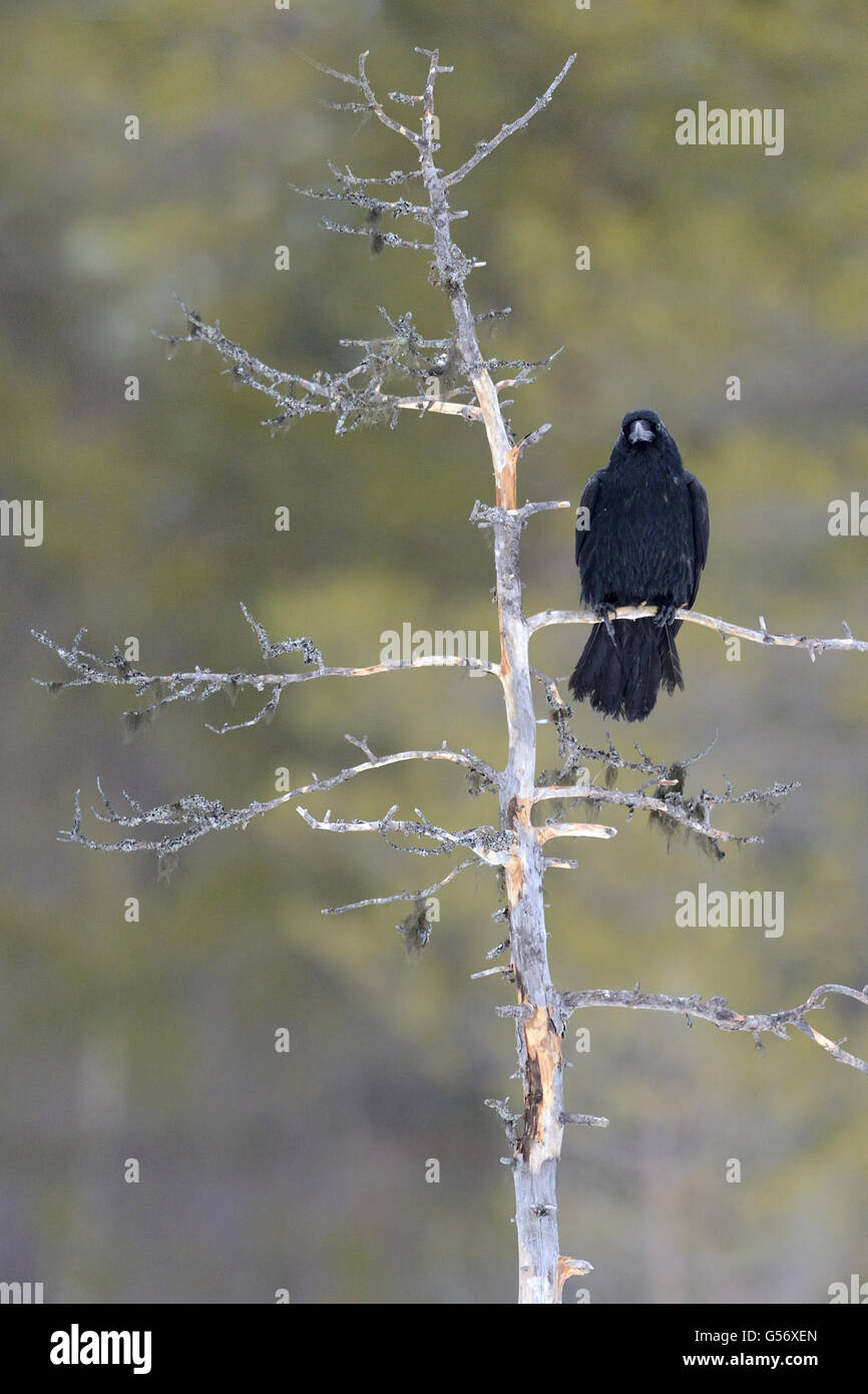 Raven in dead pine hi-res stock photography and images - Alamy