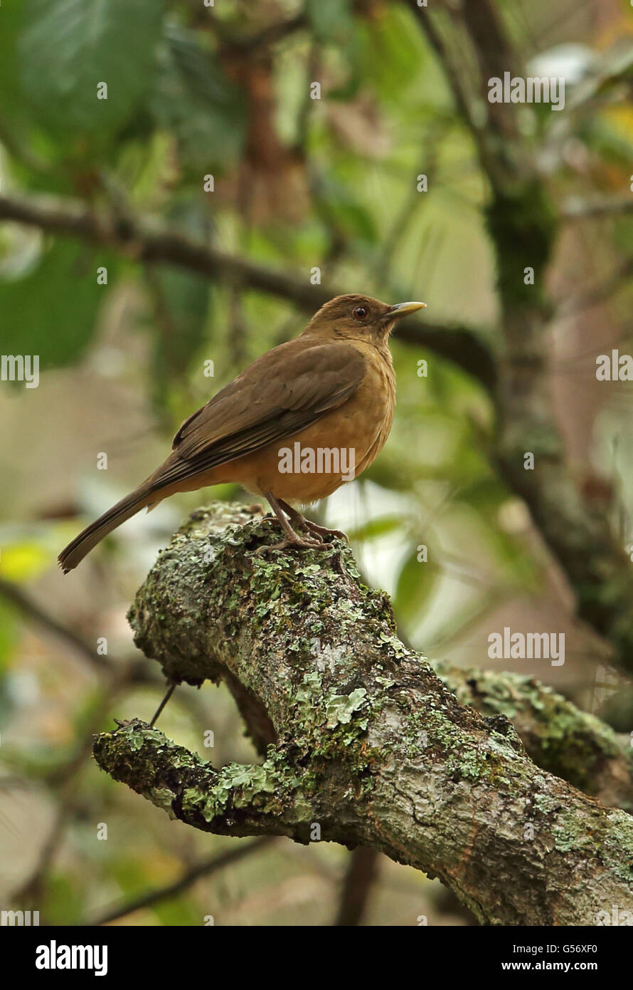 Birds of clay hi-res stock photography and images - Alamy