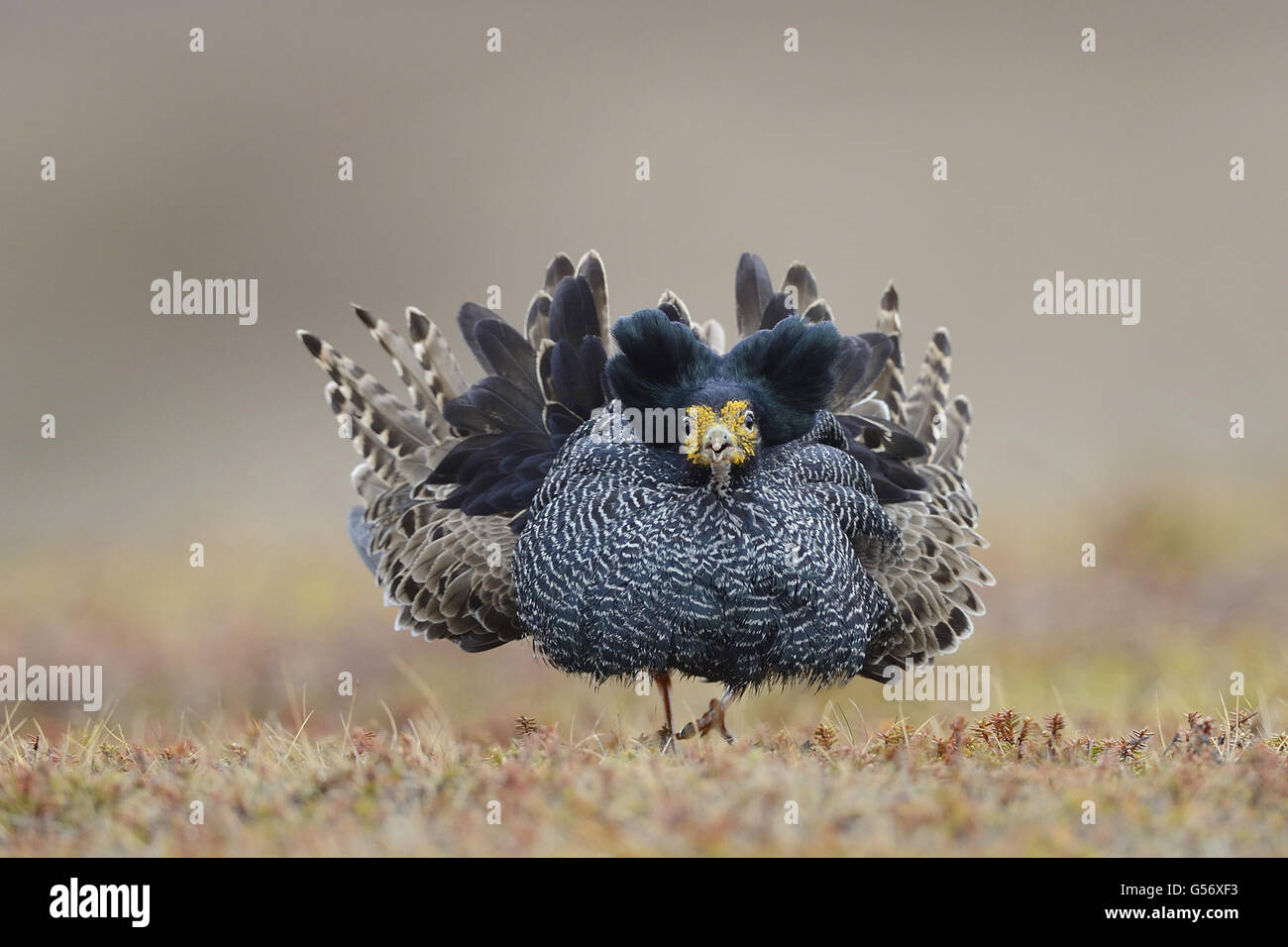 Ruff (Philomachus pugnax) adult male, breeding plumage, 'territorial ...