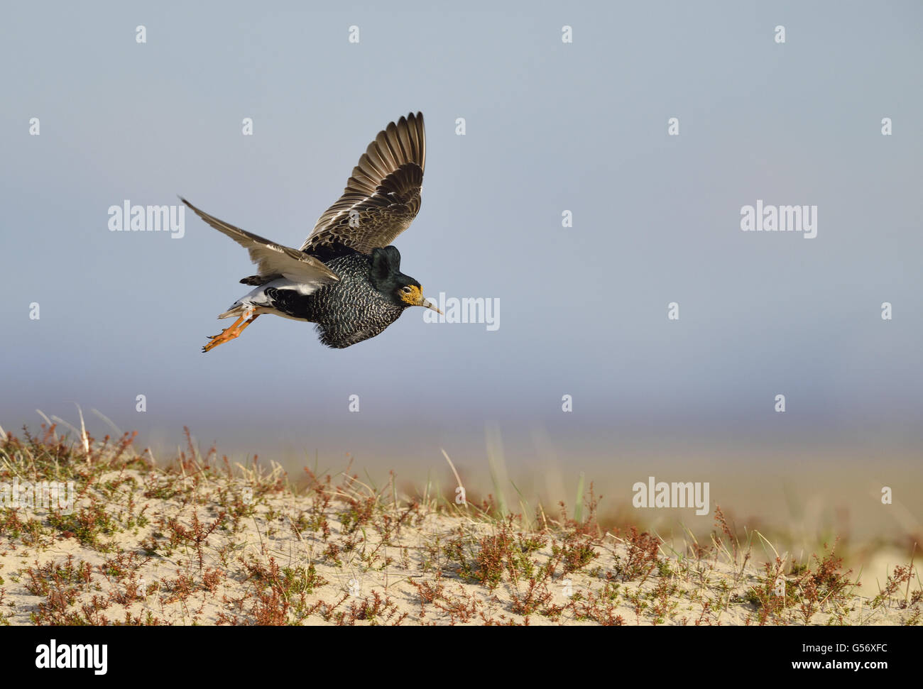 Ruff (Philomachus pugnax) adult male, breeding plumage, 'territorial ...