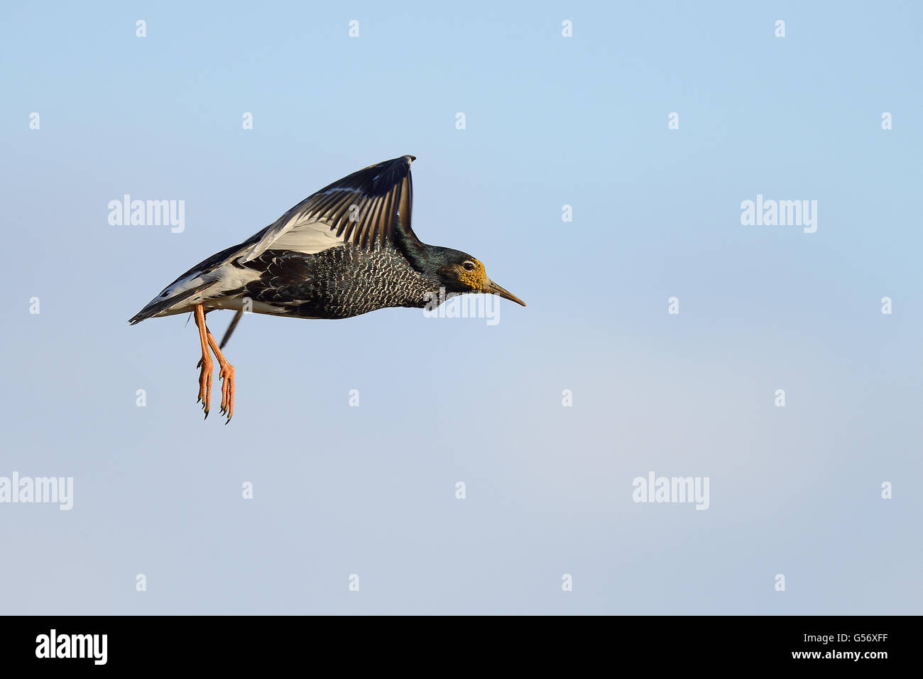 Ruff (Philomachus pugnax) adult male, breeding plumage, 'territorial ...