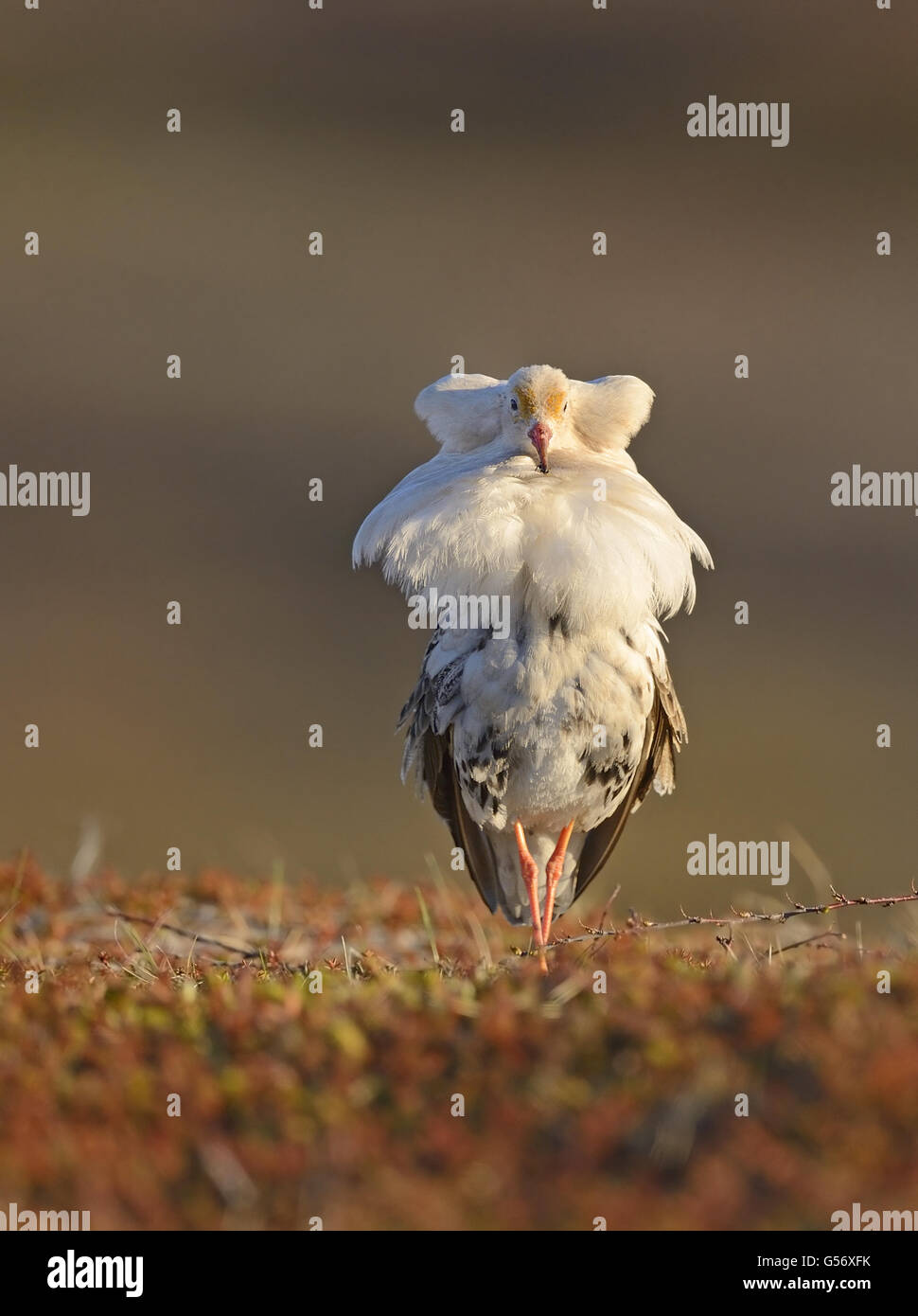 Ruff male bird satellite hi-res stock photography and images - Alamy