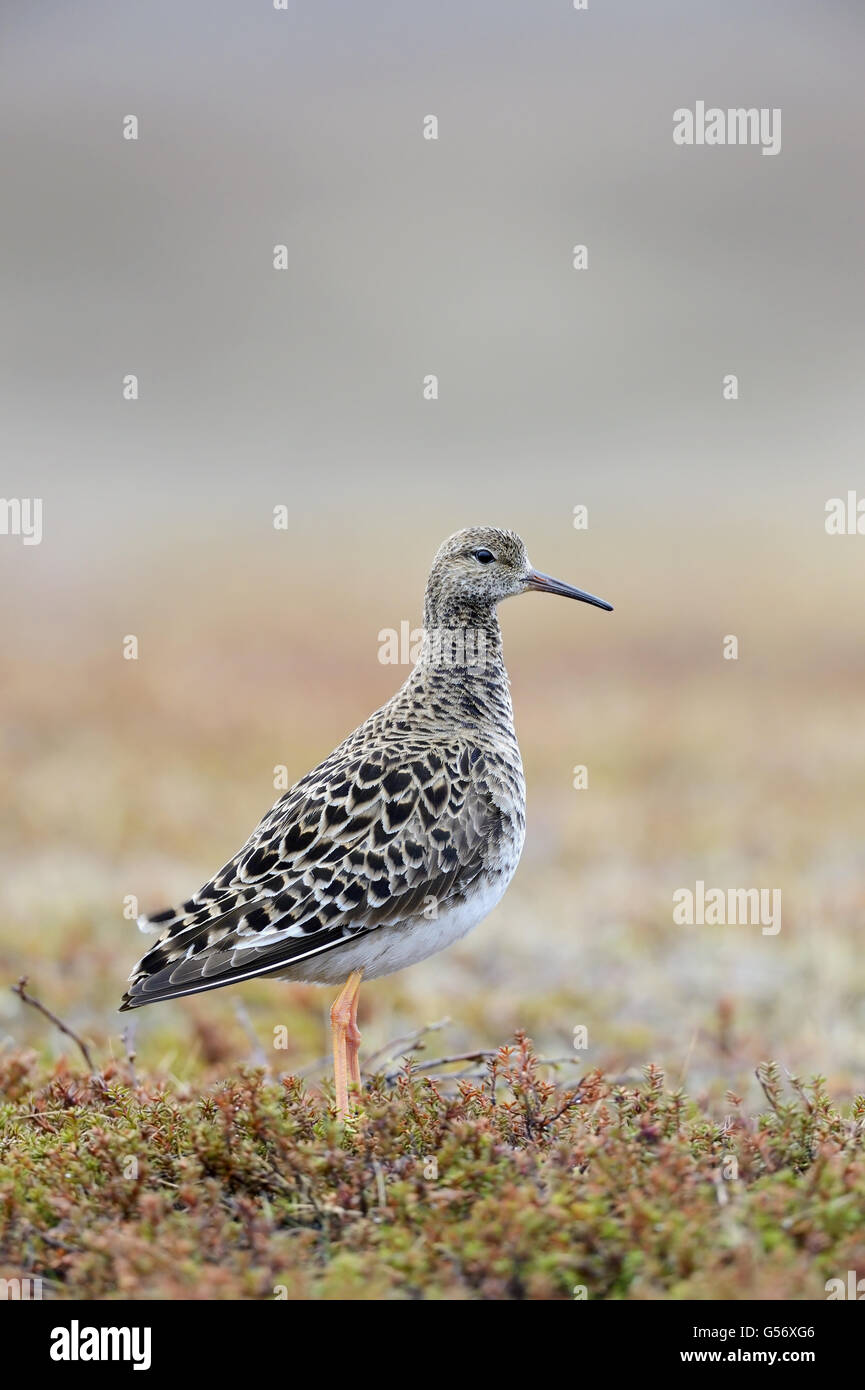 Ruff female reeve hi-res stock photography and images - Alamy