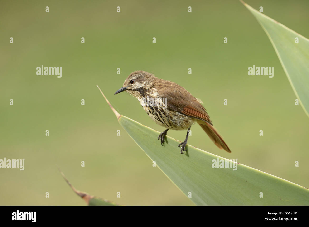 Spotted Morning-thrush (Cichladusa guttata) adult, perched on agave ...