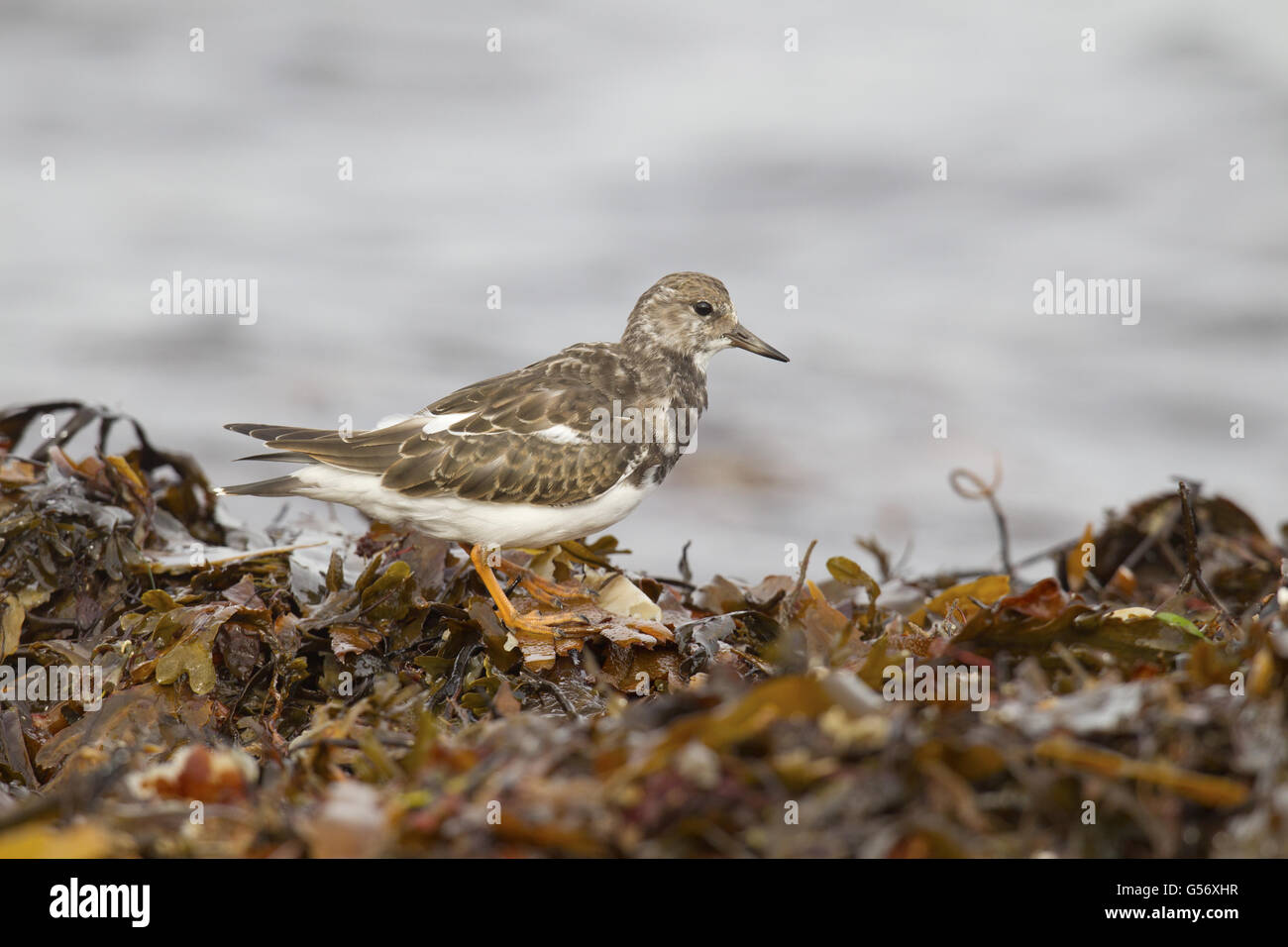 Juvenile turnstone arenaria interpres on hi-res stock photography and ...