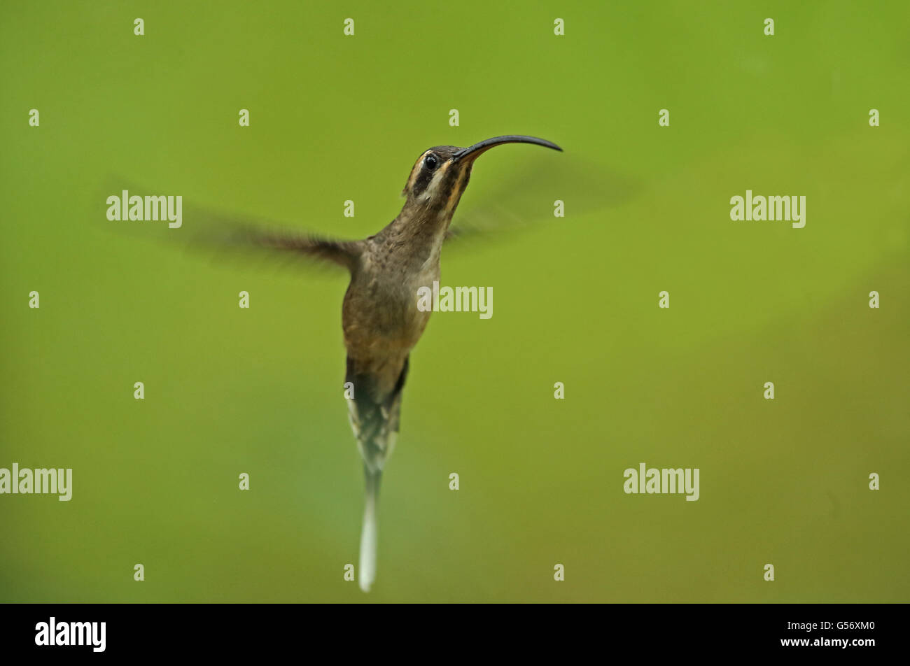 Long billed hermit hummingbirds hi-res stock photography and images - Alamy