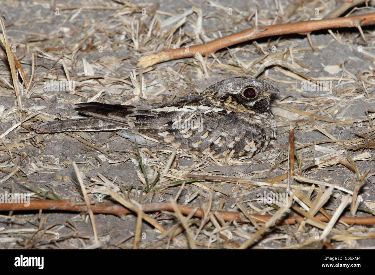 Indian nightjars hi-res stock photography and images - Alamy