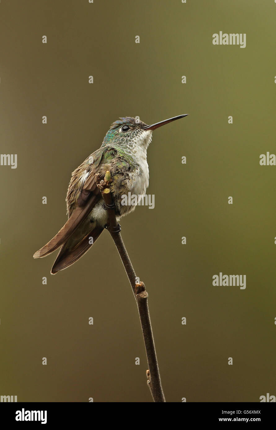 Azure crowned hummingbird hi-res stock photography and images - Alamy