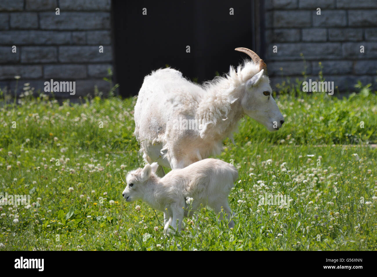 Mom sheep with baby lamb hi-res stock photography and images - Alamy