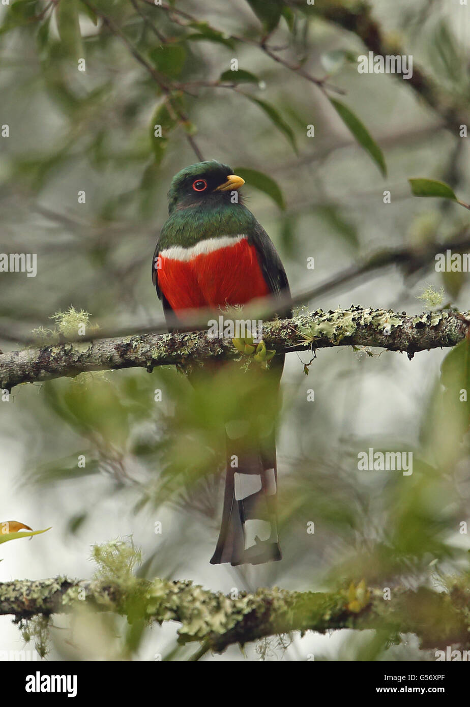 Trogons of honduras hi-res stock photography and images - Alamy