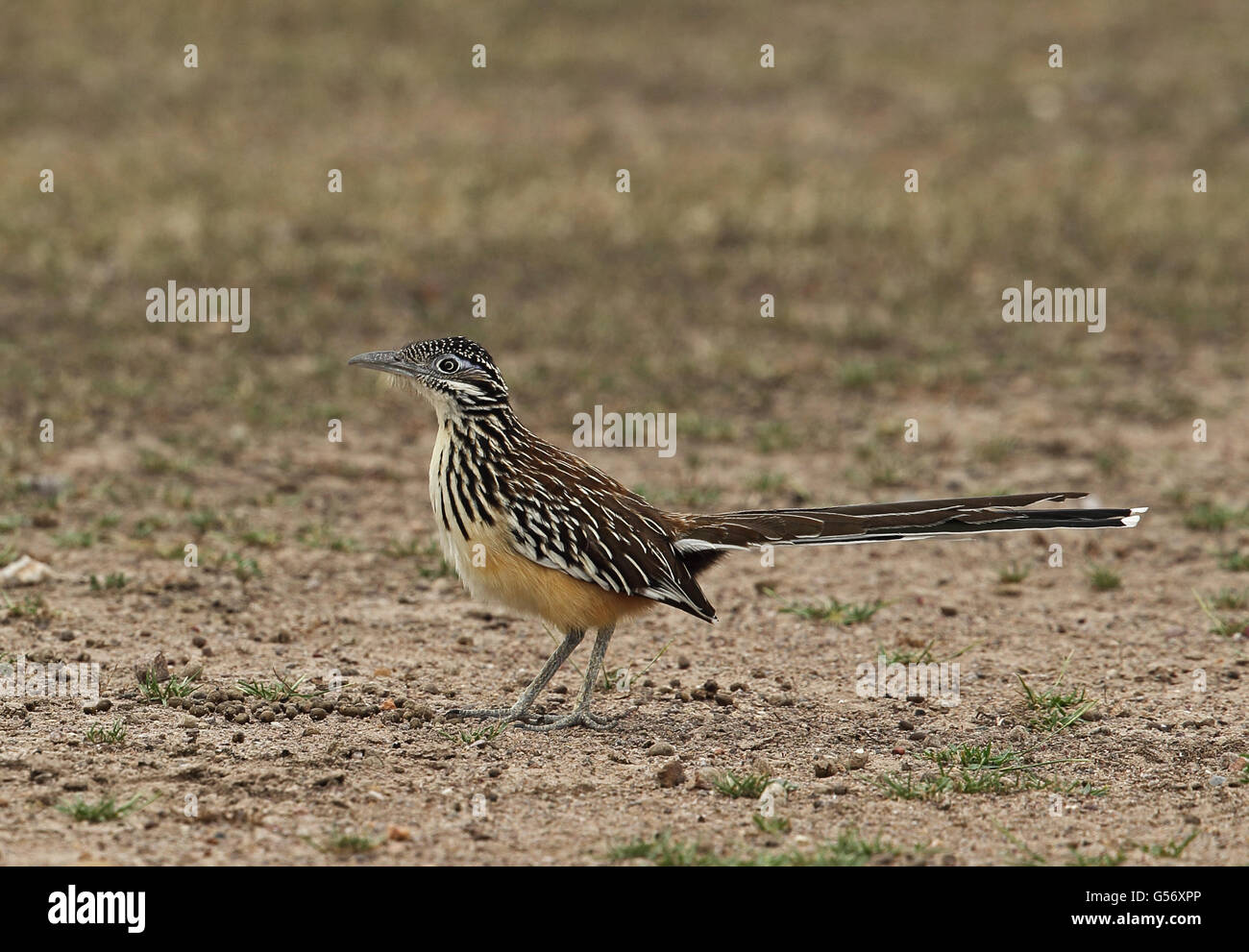 Lesser Roadrunner (Geococcyx velox) adult, standing, Honduran Emerald ...