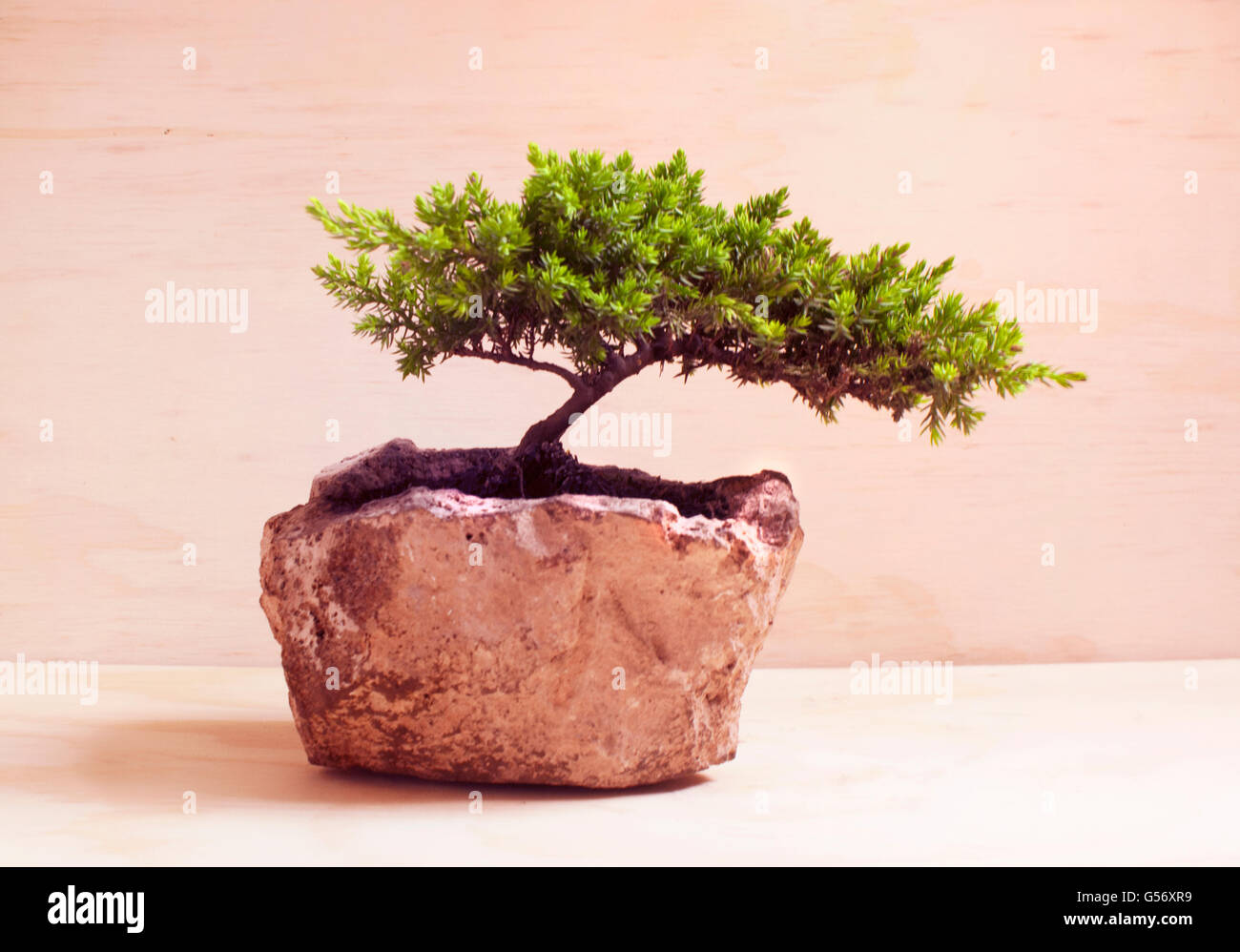 Japanese bonsai hi-res stock photography and images - Alamy