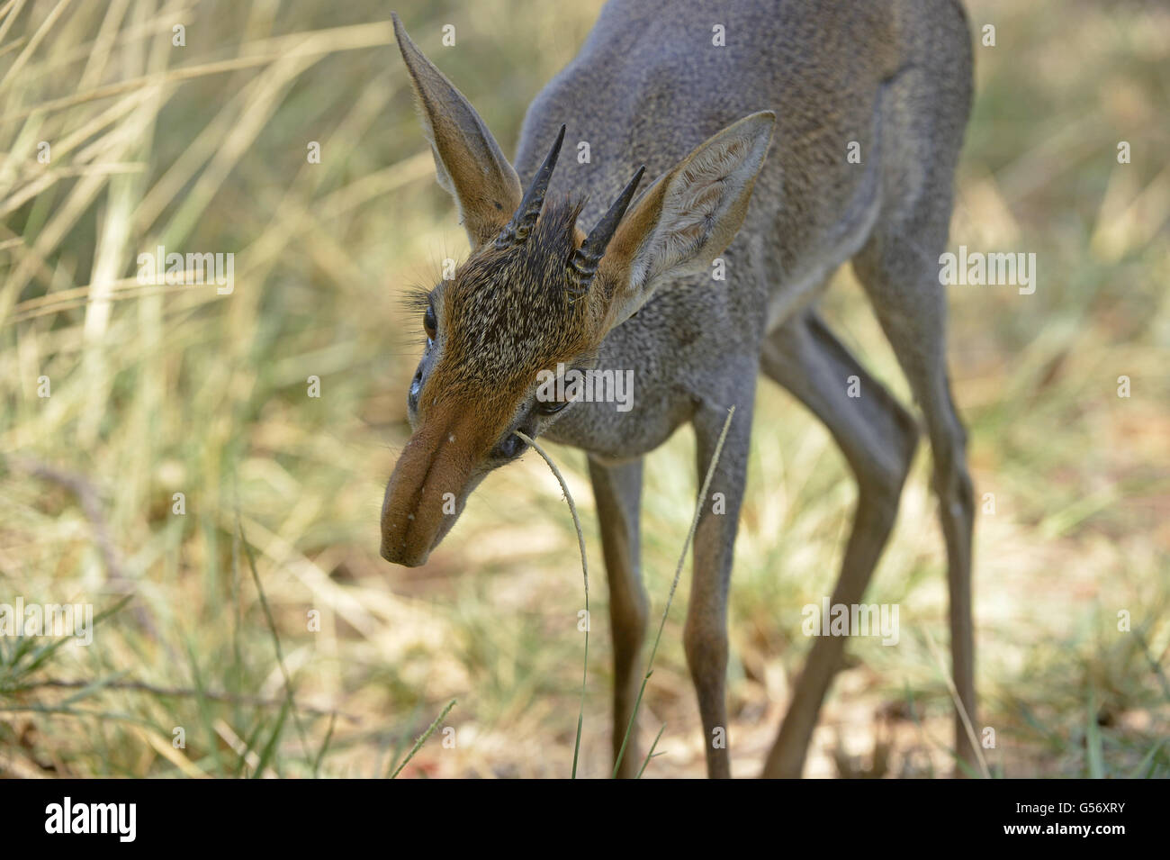 Kirk's dik dik marking hi-res stock photography and images - Alamy
