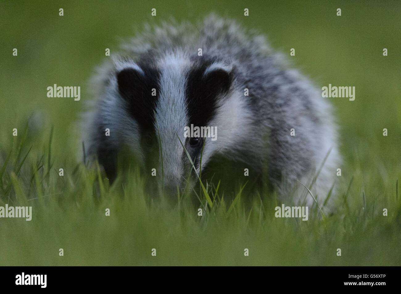 Eurasian Badger (Meles meles) cub, standing in grass at twilight ...