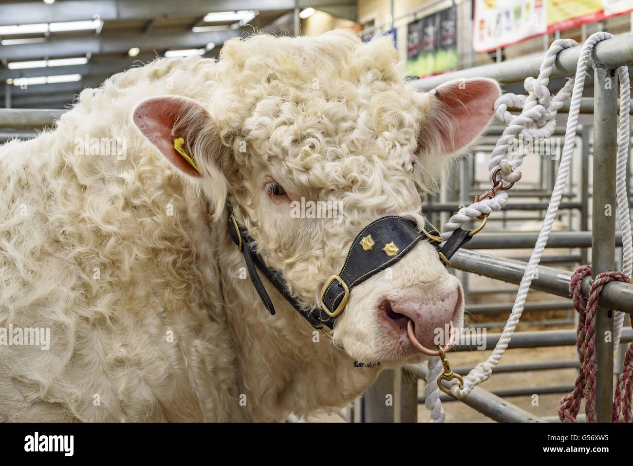 Bull heads hi-res stock photography and images - Alamy