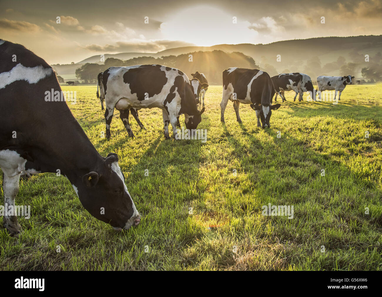 Domestic Cattle, Holstein dairy cows, herd grazing in pasture at ...