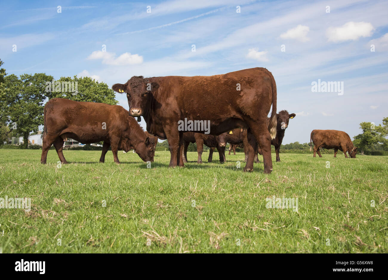 Domestic Cattle, Red Ruby Devon cows and calves, herd standing in ...