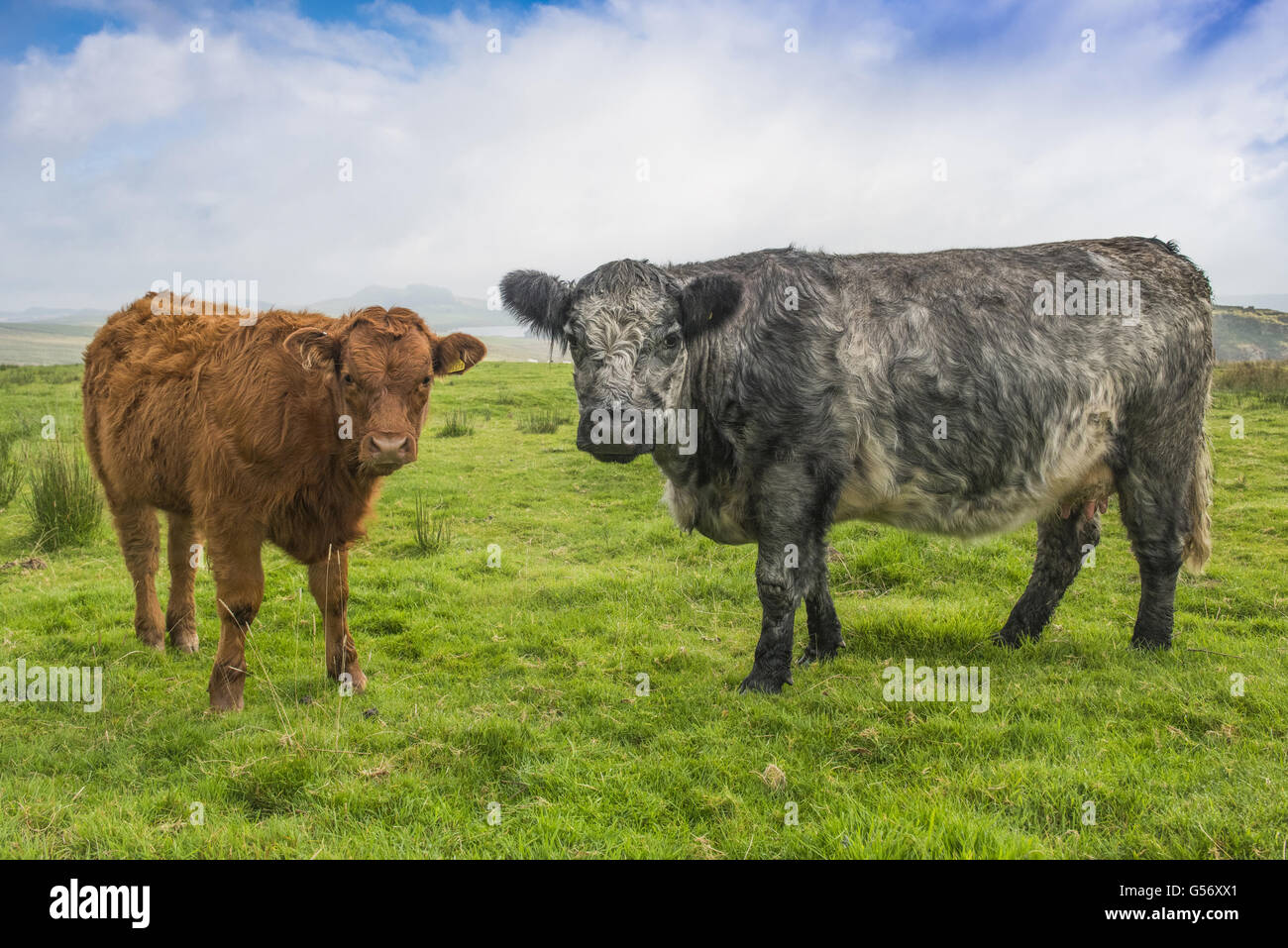 Domestic Cattle, Blue Grey cow and calf, standing on moorland, near ...