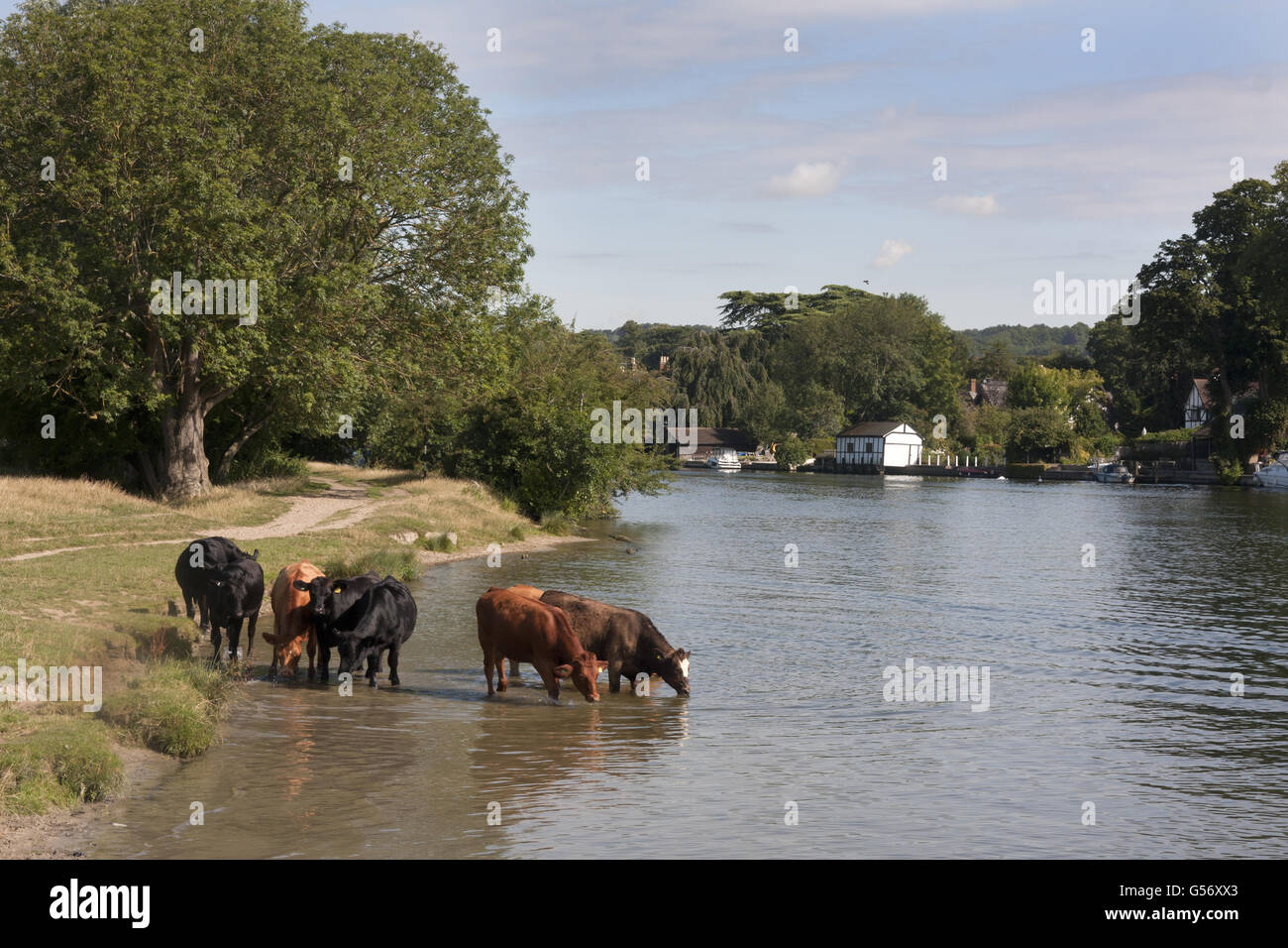 Domestic Cattle, herd, drinking from river, River Thames, Cookham ...
