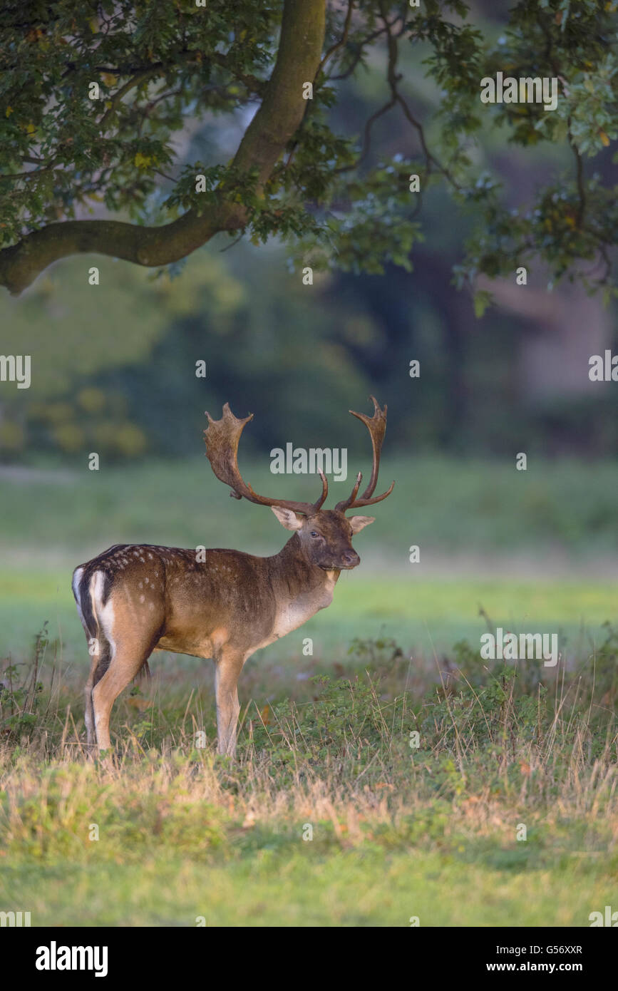 Fallow Deer (Dama dama) buck, standing under oak tree in parkland, during rutting season ...