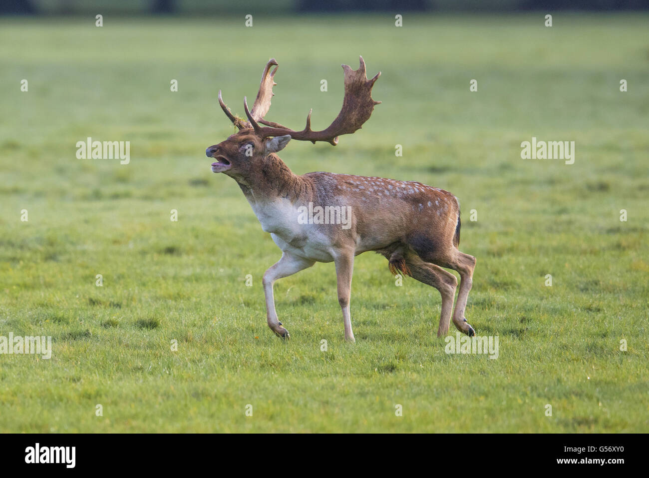 Fallow Deer (Dama dama) buck, calling, running in parkland, during ...