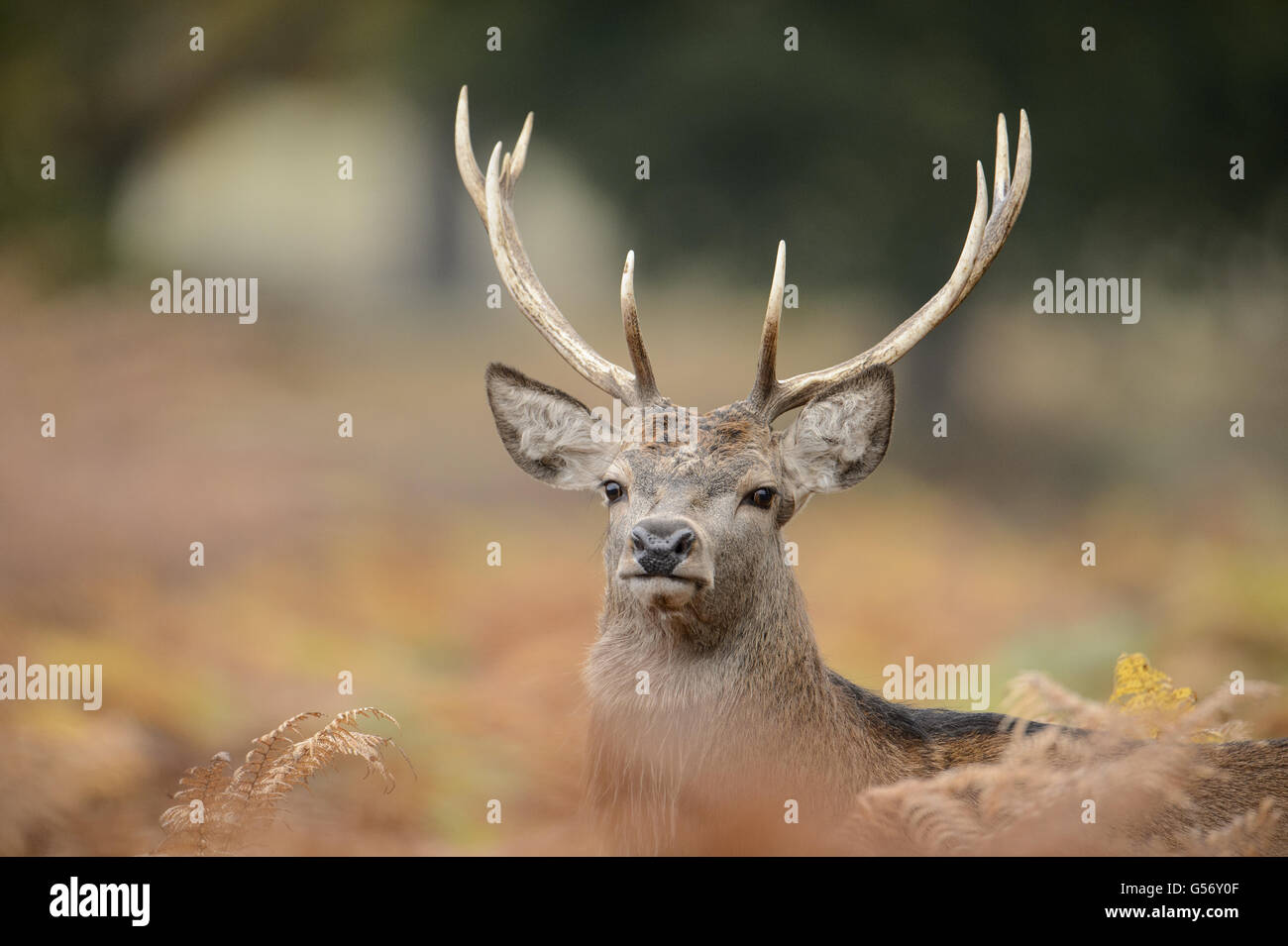 Stag heads hi-res stock photography and images - Alamy