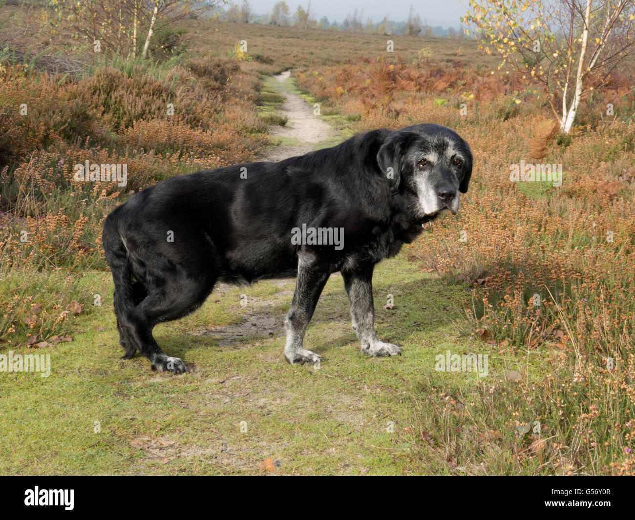 Domestic Dog, Labrador Retriever, black variety, elderly adult female ...