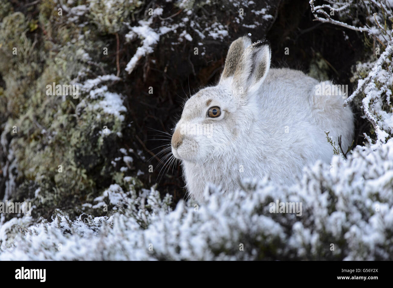 Mountain Hare (Lepus timidus) adult, in winter coat, sitting at form in ...