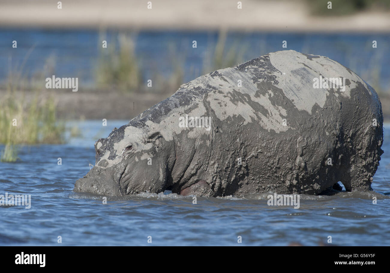 Hippopotamus (Hippopotamus amphibius) adult, covered in mud, Chobe ...