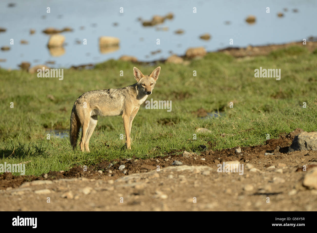 African golden wolf hi-res stock photography and images - Alamy