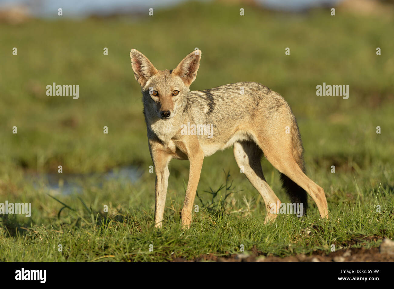 African Golden Wolf (Canis anthus bea) adult, standing in short grass ...