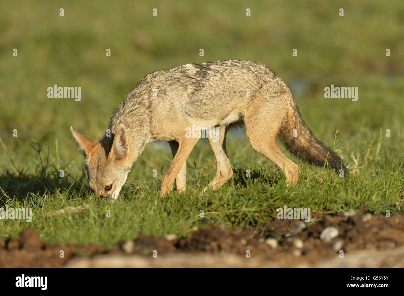 African Golden Wolf (Canis anthus bea) adult, foraging in short grass ...