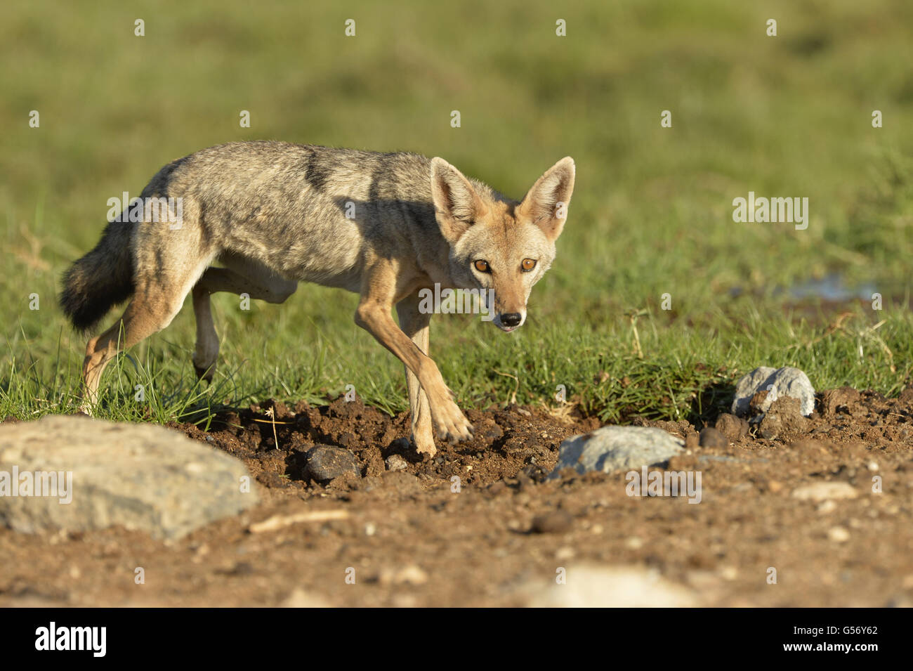 African Golden Wolf (Canis anthus bea) adult, crouched in short grass ...