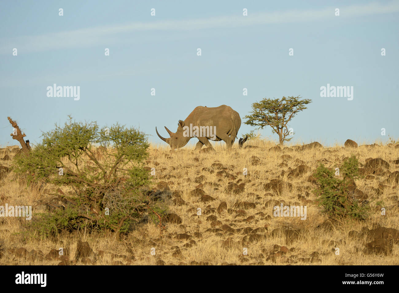Black Rhinoceros (Diceros bicornis) adult, walking in bushy grassland ...