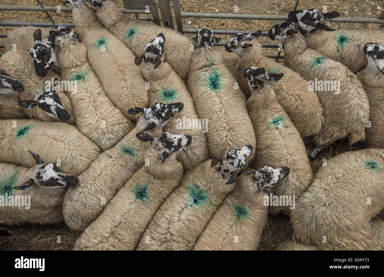 Domestic Sheep, Welsh Mule flock, in pen at livestock market, Welshpool ...