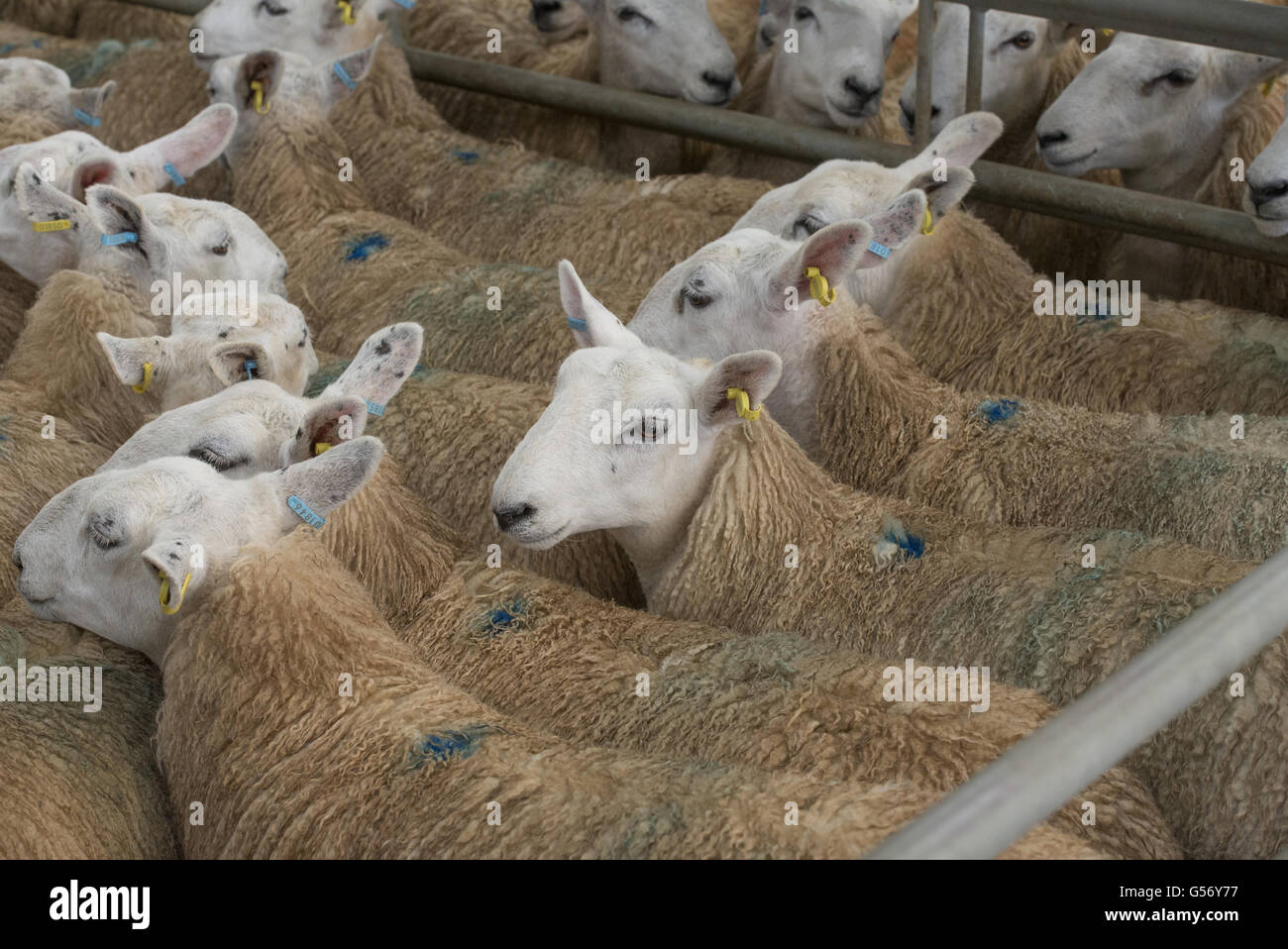 White welsh mule ewes hi-res stock photography and images - Alamy