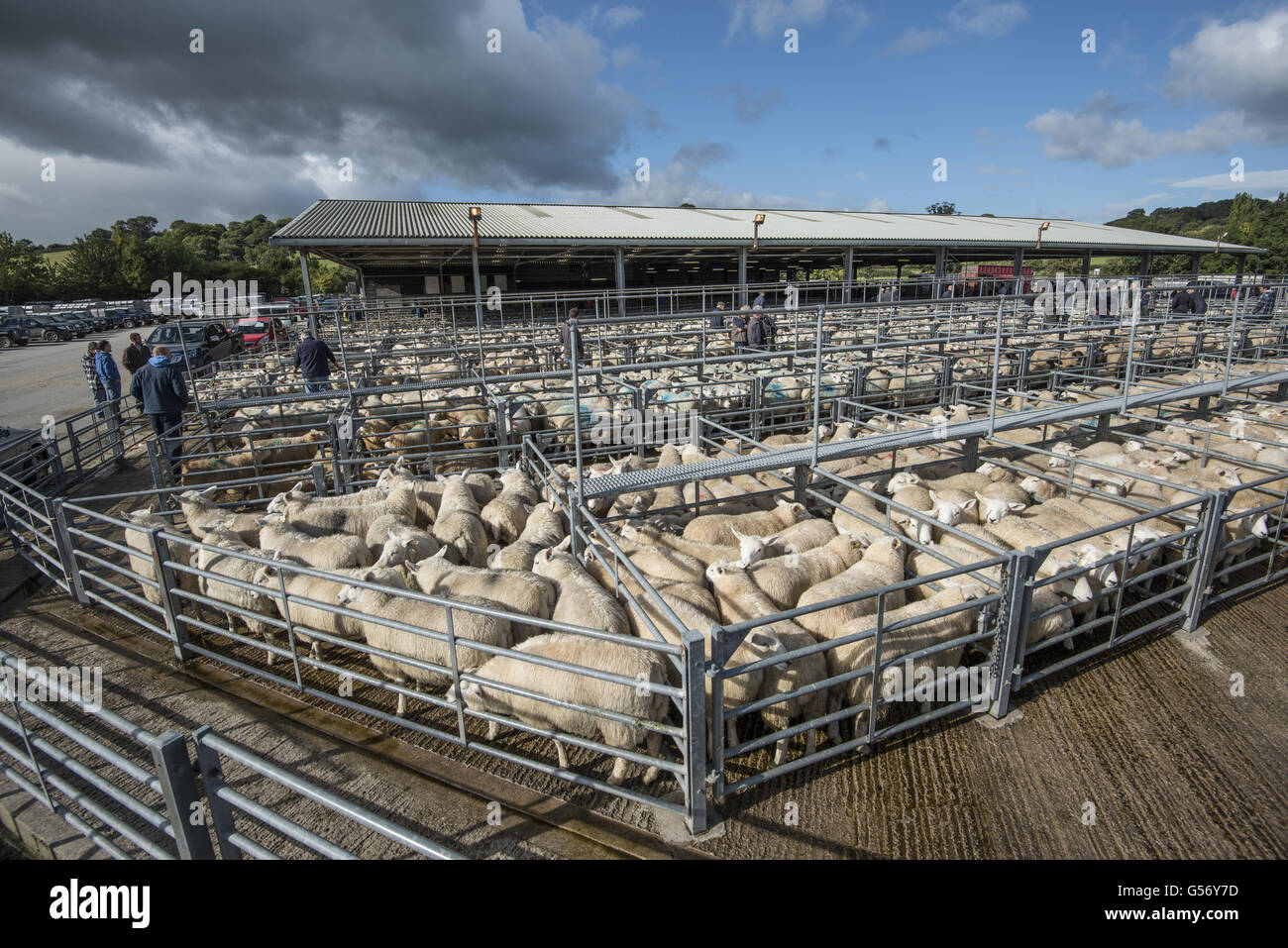 Sheep in market pens hi-res stock photography and images - Alamy
